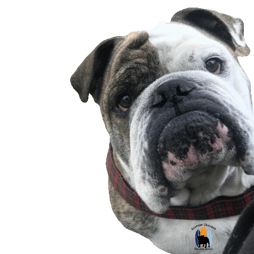 Southern California Bulldog Rescue GIFs on GIPHY - Be Animated