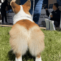 Corgi Walking Gif