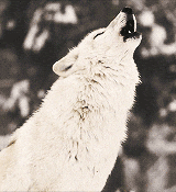 Arctic-wolves GIFs - Get the best GIF on GIPHY