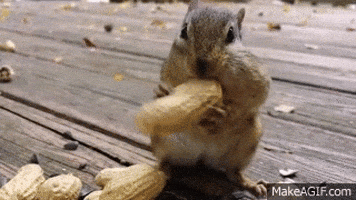Chipmunk GIFs - Get the best GIF on GIPHY