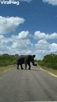Roadblock GIFs - Get the best GIF on GIPHY