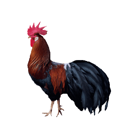 Chicken Animated Gif