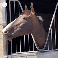 Funny Horse Racing Gif