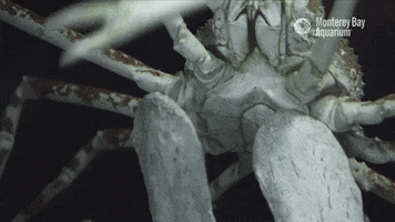 Into The Deep: Exploring Our Undiscovered Ocean GIFs on GIPHY - Be Animated