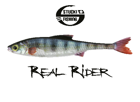 Stucki Fishing GIFs - Find & Share on GIPHY