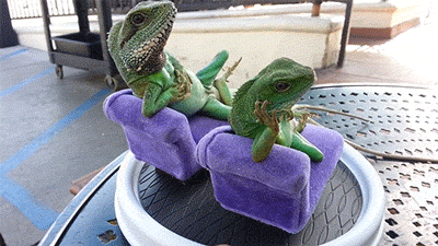 Lizards GIF by Digg - Find & Share on GIPHY