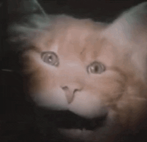 Univited GIFs - Get the best GIF on GIPHY