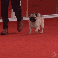 Prancing Dog Gif