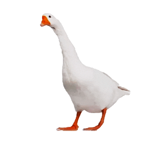 Dancing Goose Animated Gif