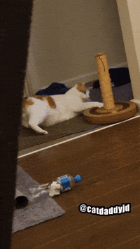 Cat Balls Gif