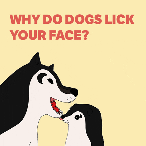 Dogs Licking GIFs - Get the best GIF on GIPHY