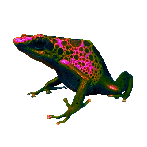 Rainbow Frog Gif Transparent