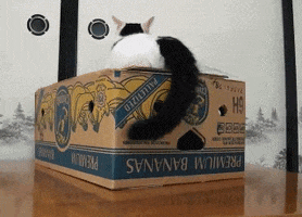 Cat Loading GIFs - Find & Share on GIPHY