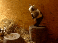 Baby Goats Jumping Gif