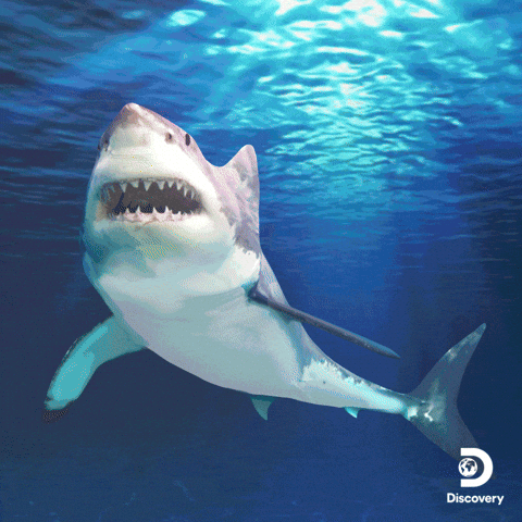Animated Shark Gif
