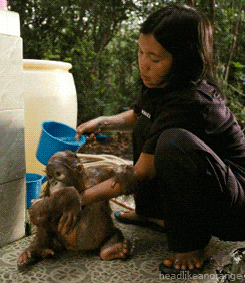 Monkey Steam Bath GIFs - Get the best GIF on GIPHY