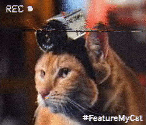 Feature My Cat GIFs - Get the best GIF on GIPHY