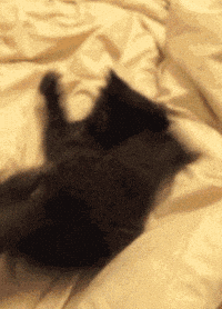 Silly Cat Gif