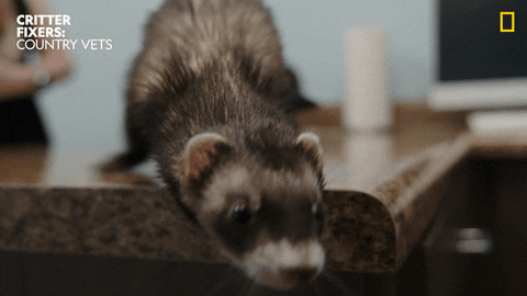 Funny Ferrets GIFs - Get the best GIF on GIPHY