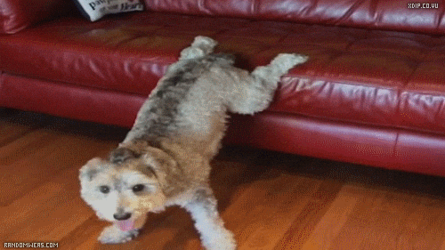 Cat Twerk S Find And Share On Giphy