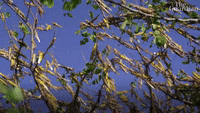 Locust Swarm Gif