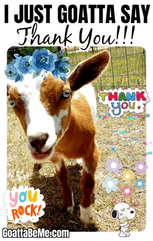 Thanks Thank You GIF by Goatta Be Me Goats! Adventures of Pumpkin ...