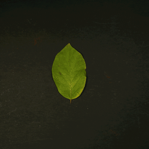 Autumn Leaves GIF - Find & Share on GIPHY