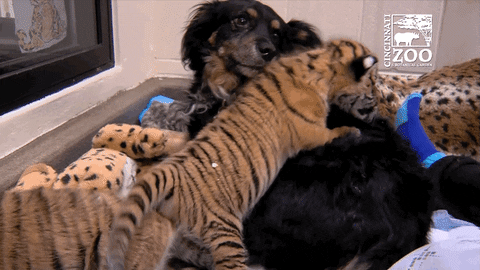 Companiondog GIFs - Get the best GIF on GIPHY