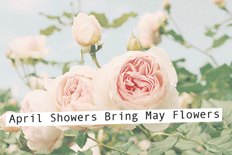 May Flower GIFs - Get the best GIF on GIPHY