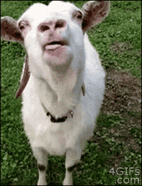Baby Pygmy Goat Gif