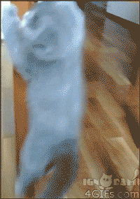 Dacing-cat GIFs - Get the best GIF on GIPHY
