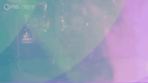 Animal IQ GIFs on GIPHY - Be Animated