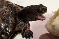 Turtle Eating Lettuce Gif
