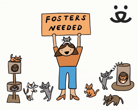 Cats Adopt GIF by Best Friends Animal Society - Find & Share on GIPHY