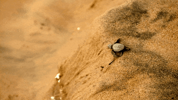 When Nature Calls GIFs on GIPHY - Be Animated