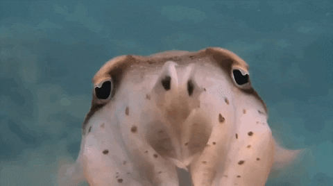 Baby Cuttlefish Gif