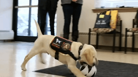 Dog Playing Soccer GIFs - Get the best GIF on GIPHY