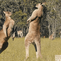 Buff Kangaroo Gif