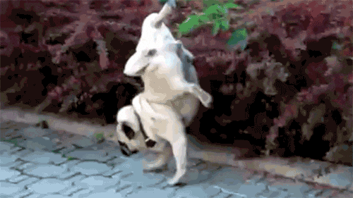 Dog-doing-handstand GIFs - Get the best GIF on GIPHY
