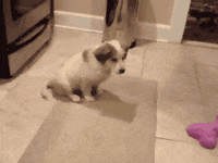 Dog Catch Fail Gif