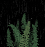 Pouring Rain GIFs - Find & Share on GIPHY