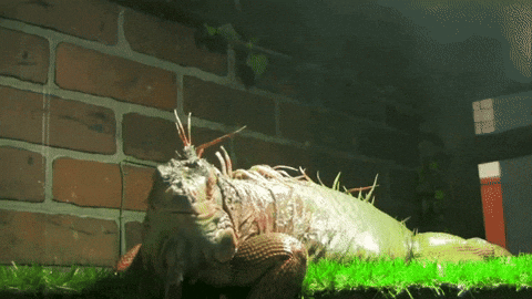 Tyt Mascot GIFs - Get the best GIF on GIPHY