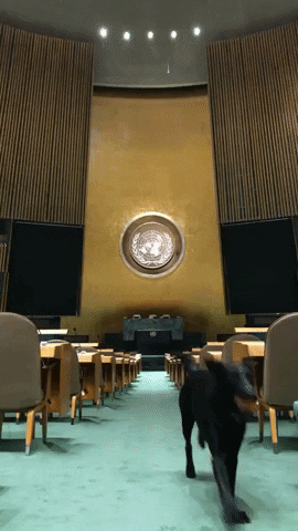 UNGA 73 by United Nations | GIPHY