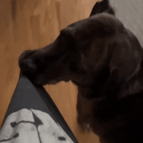 Follow Me Dog GIF by Still Not A Hippie - Find & Share on GIPHY