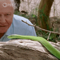 Snake Strike Gif