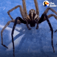 Ice Spiders Gif