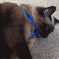 Cat Spazzing Out Gif