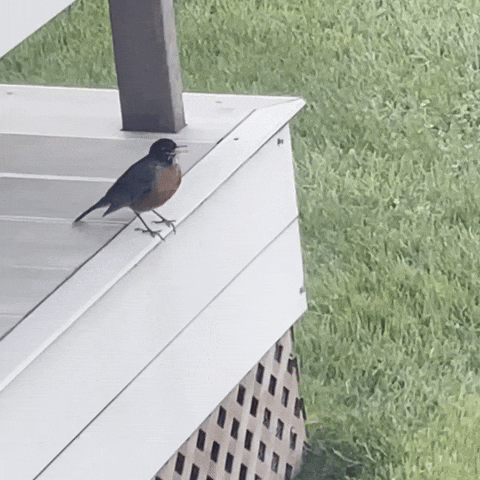 Bird-crap GIFs - Get the best GIF on GIPHY