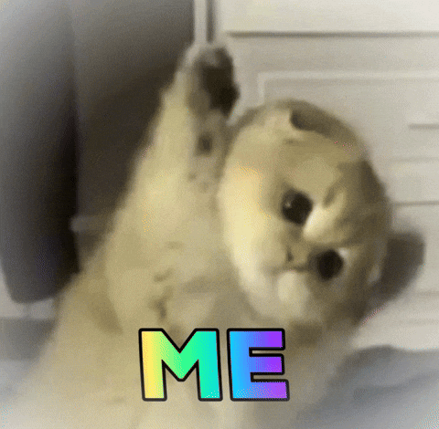 Pretty Please Cat Meme