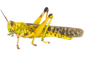 Desert-locust GIFs - Get the best GIF on GIPHY